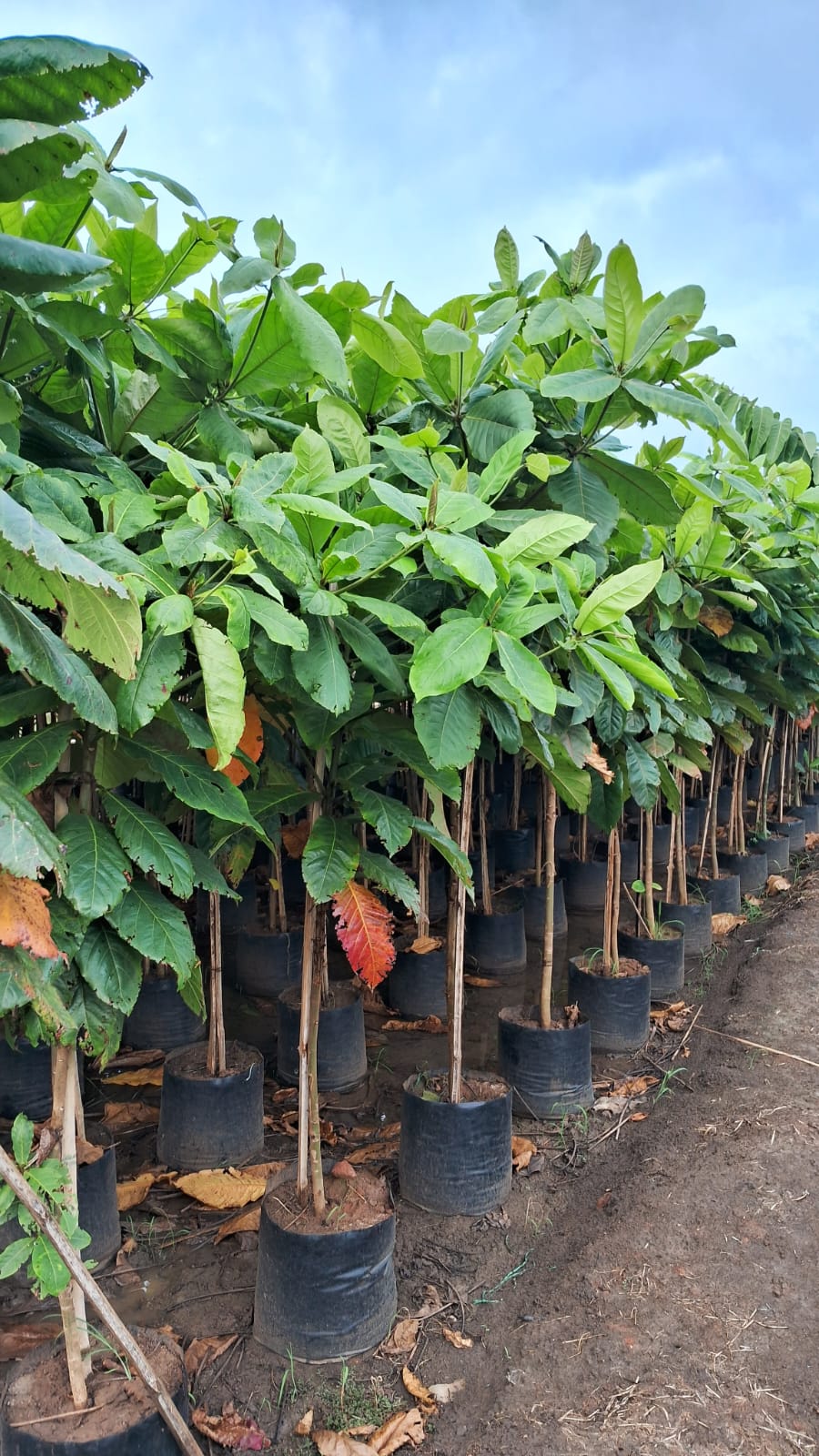 Sri Surekha Durga Nursery