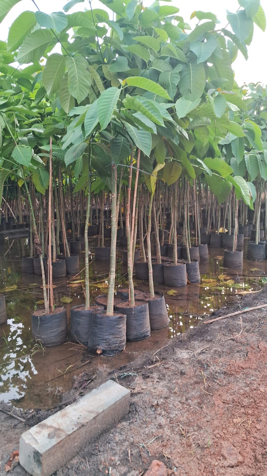 Sri Surekha Durga Nursery