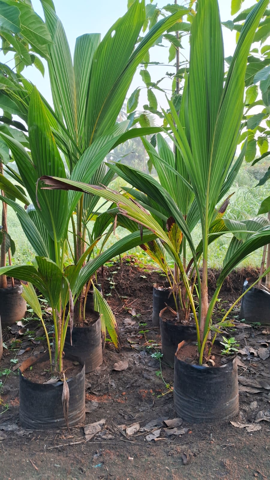 Sri Surekha Durga Nursery