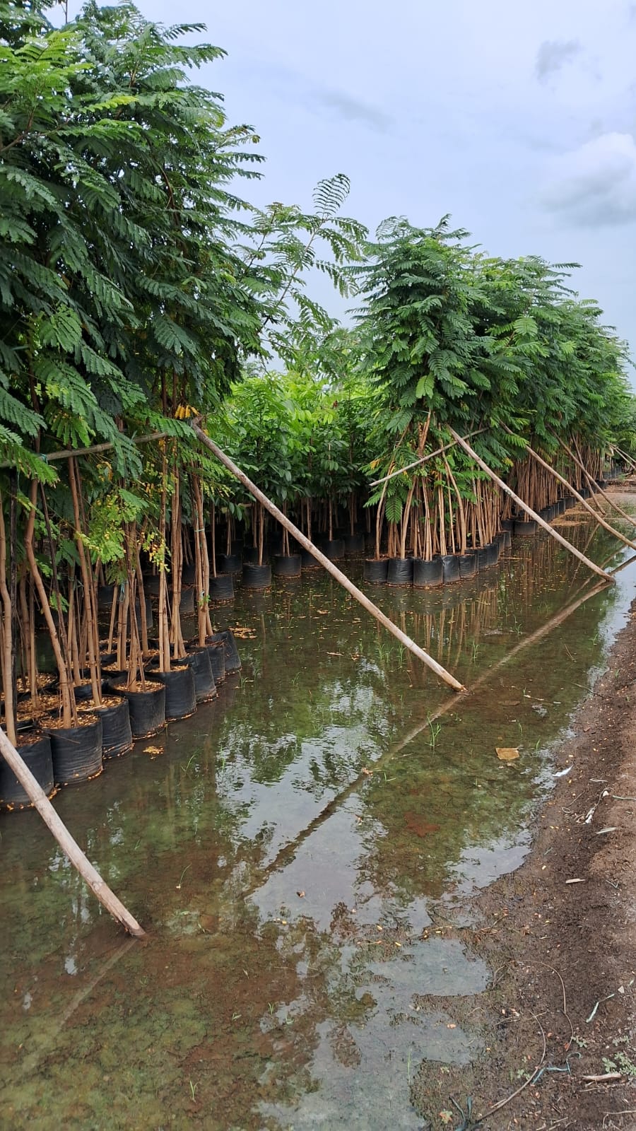 Sri Surekha Durga Nursery