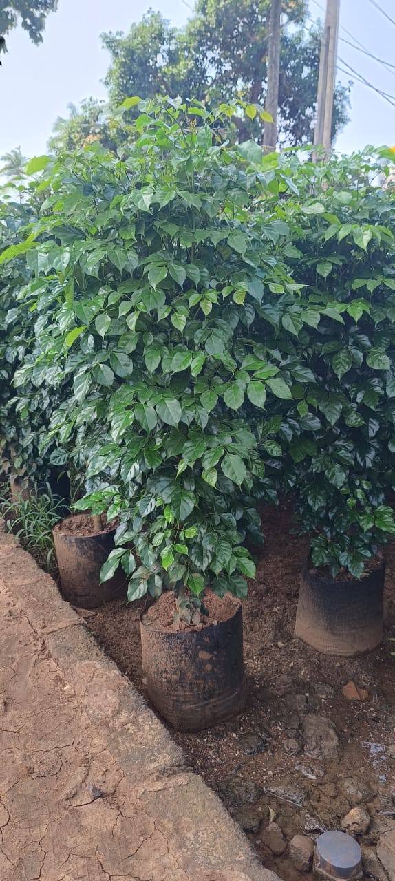 Sri Surekha Durga Nursery