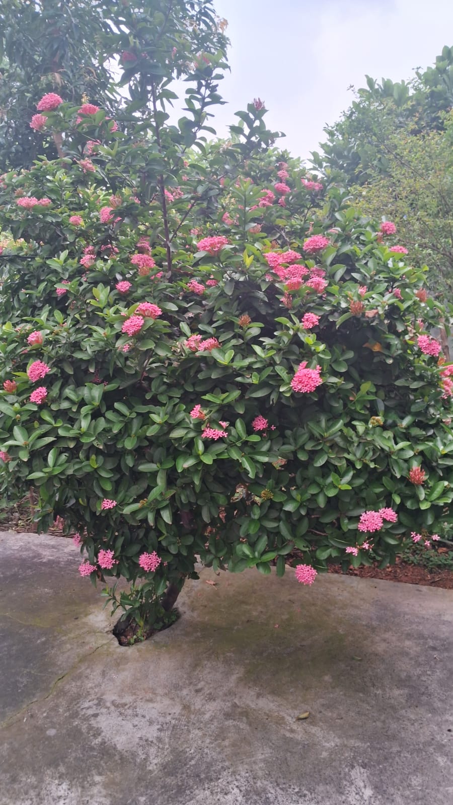 Sri Surekha Durga Nursery