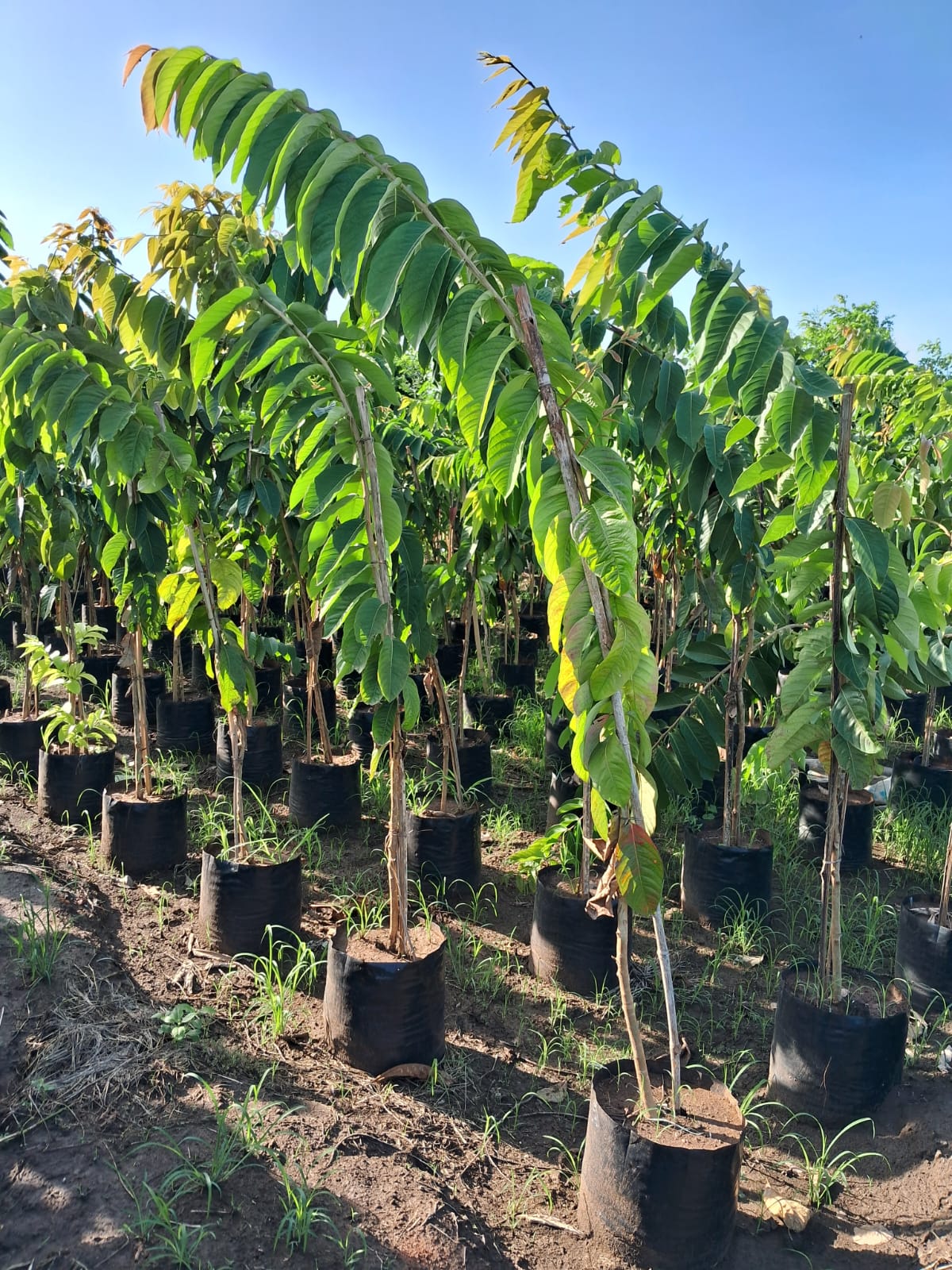 Sri Surekha Durga Nursery