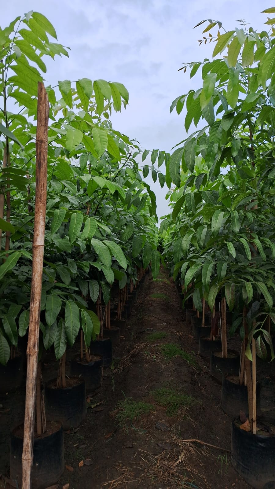 Sri Surekha Durga Nursery