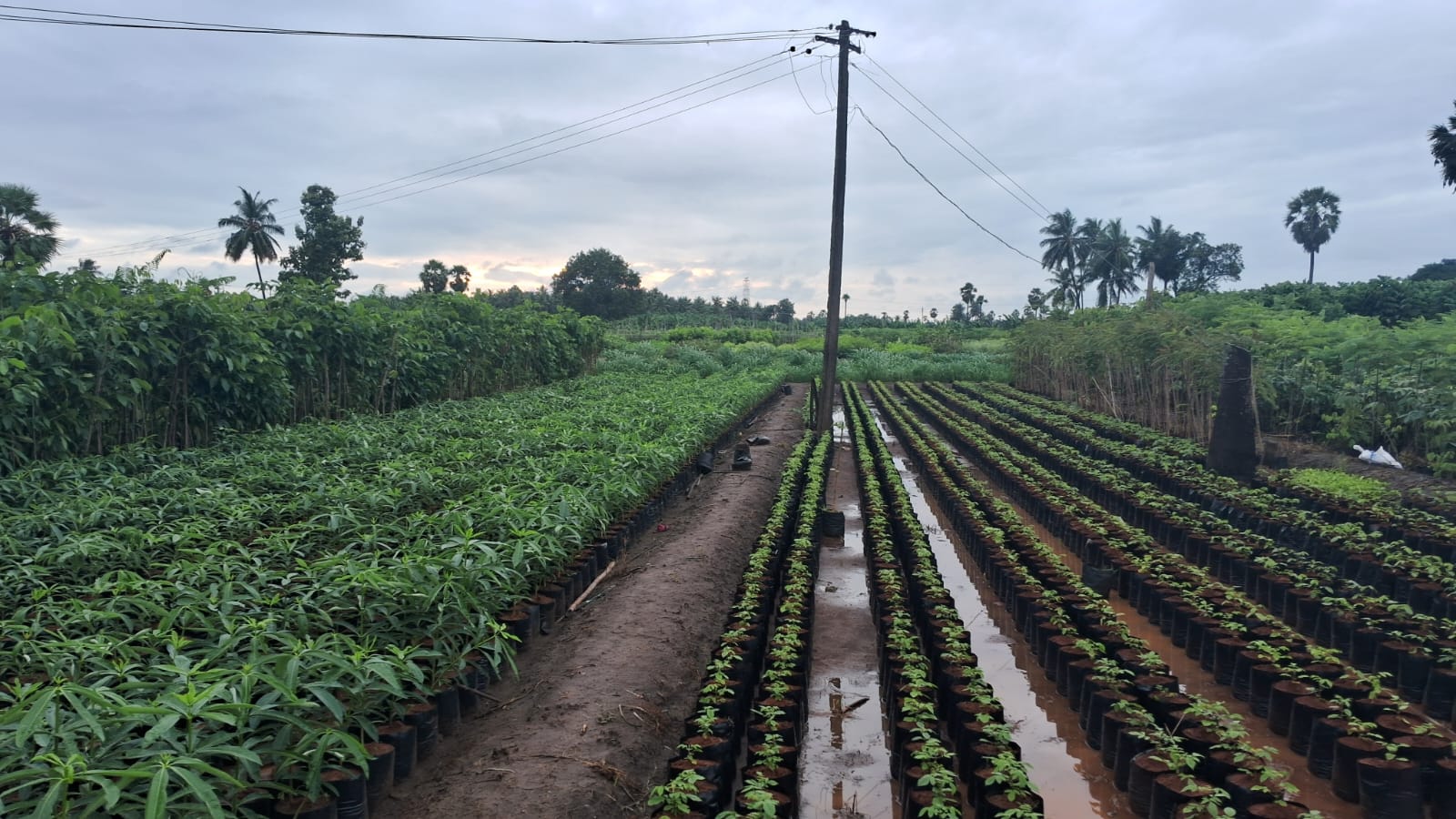 Sri Surekha Durga Nursery