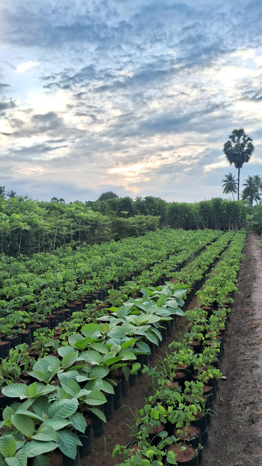 Sri Surekha Durga Nursery
