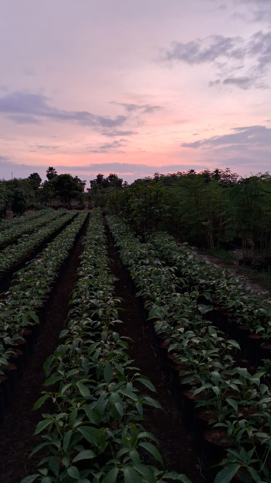 Sri Surekha Durga Nursery