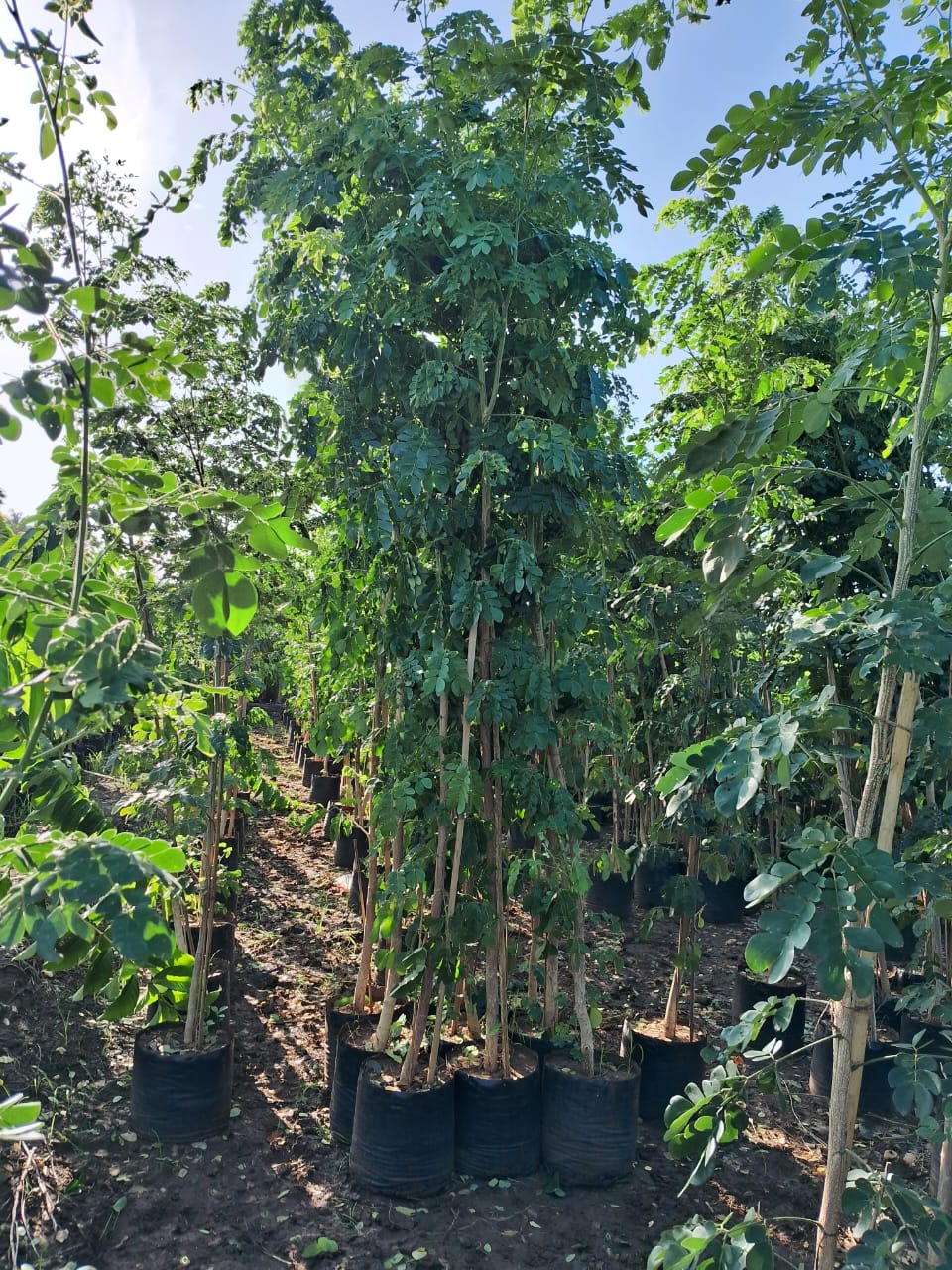 Sri Surekha Durga Nursery