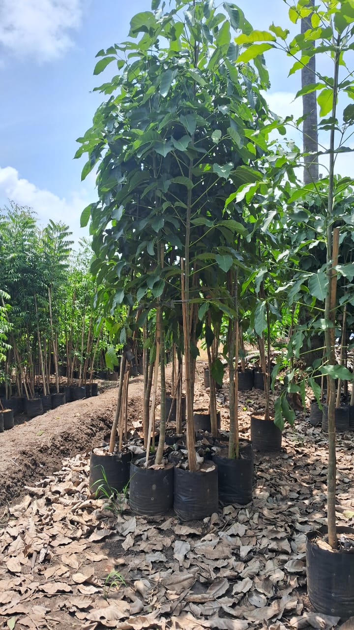 Sri Surekha Durga Nursery