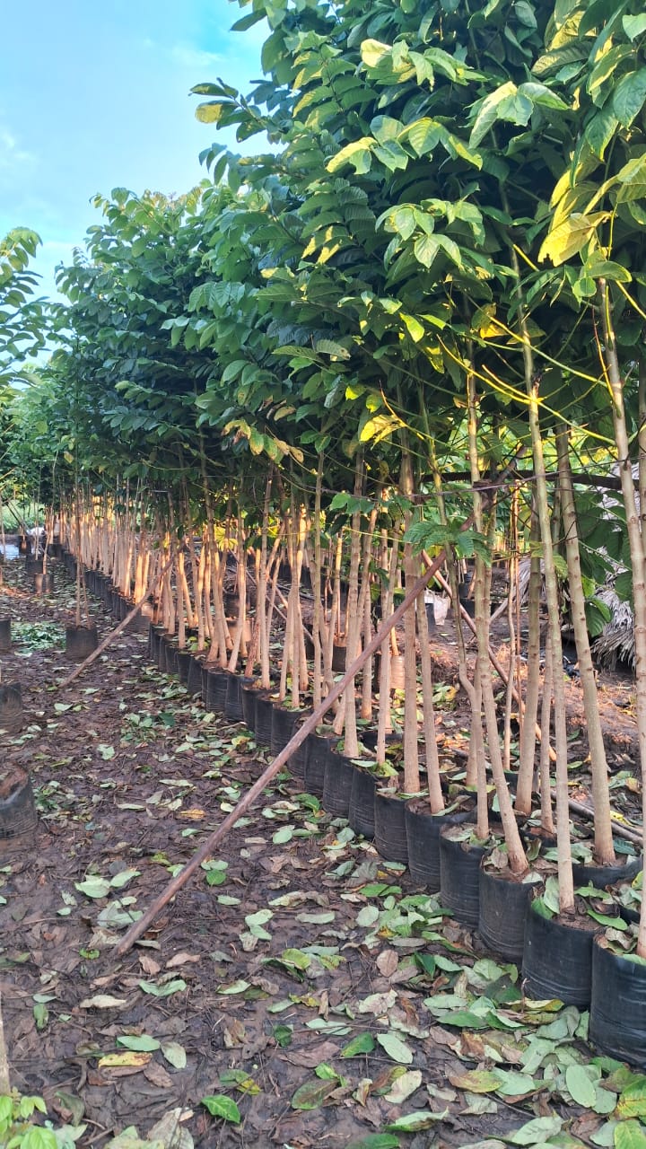 Sri Surekha Durga Nursery